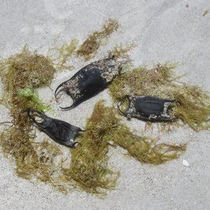 Gifts From The Sea and Other Treasures | Accents | Mermaids Purse Or ...